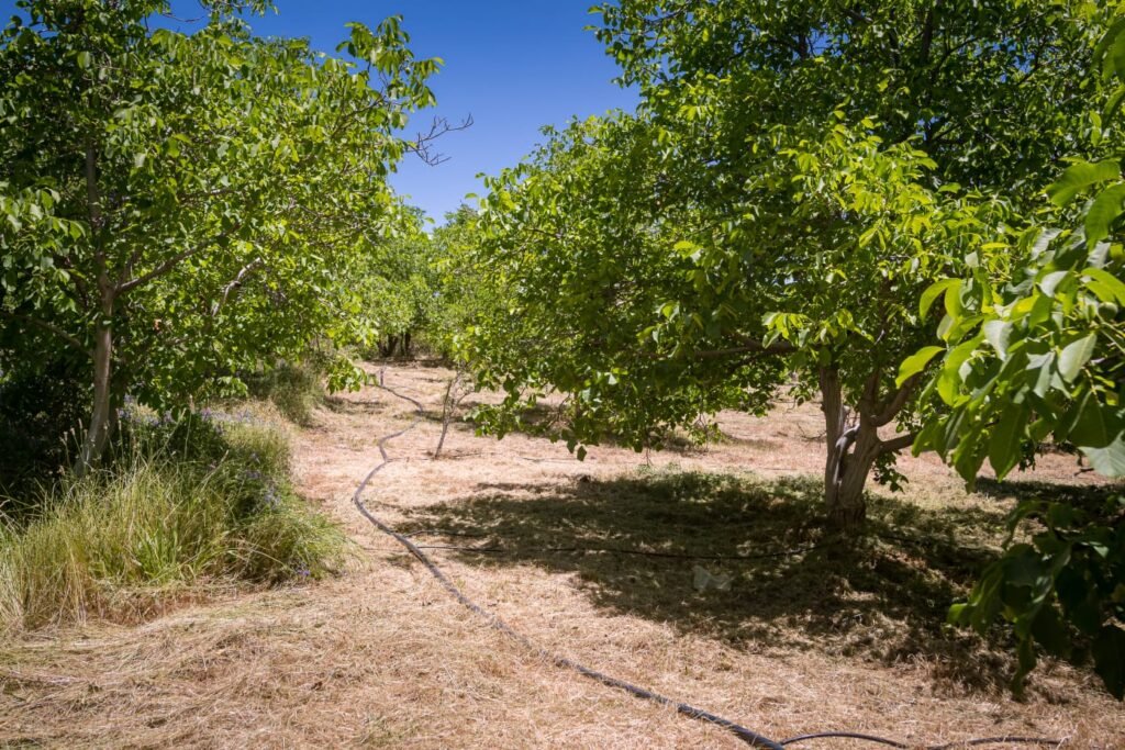 Pomán: más productores ya tienen su sistema de riego presurizado